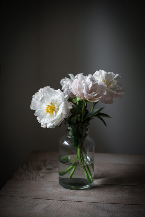 Potonike - bele | Rezano cvetje | Sanjski šopek