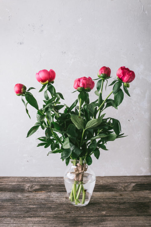 Potonike - koral rdeče | Rezano cvetje | Sanjski šopek