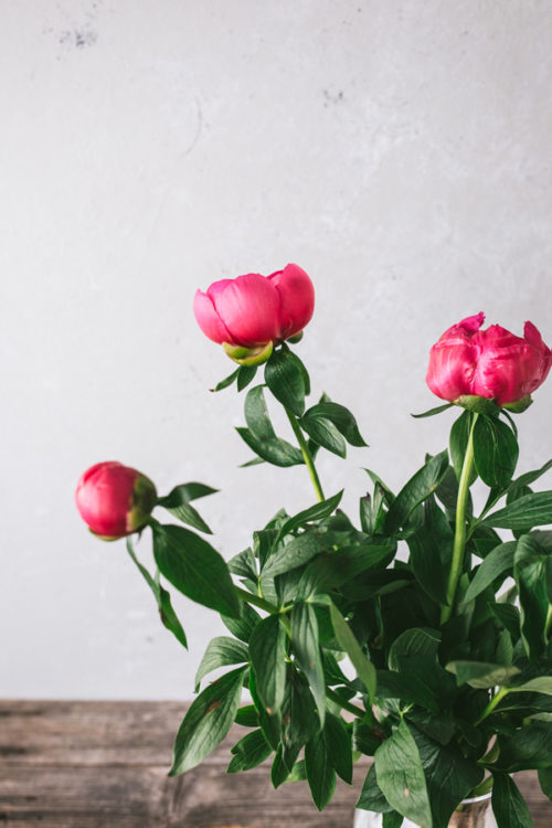 Potonike - koral rdeče | Rezano cvetje | Sanjski šopek