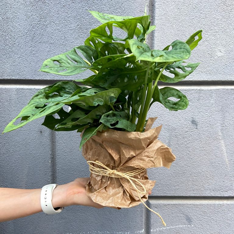 Sobne rastline | Sanjski šopek