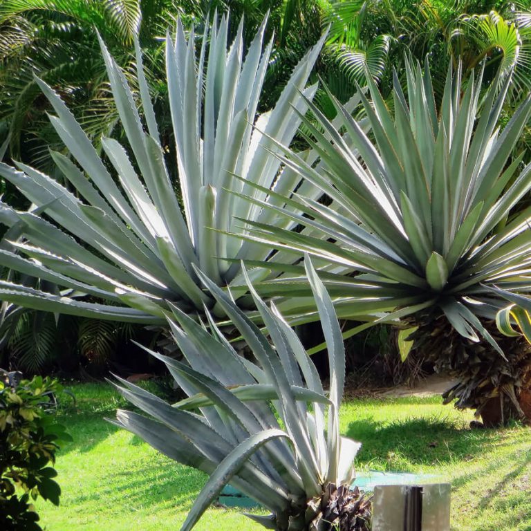 AGAVA > NASVETI IN GOJENJE | Sanjski Šopek