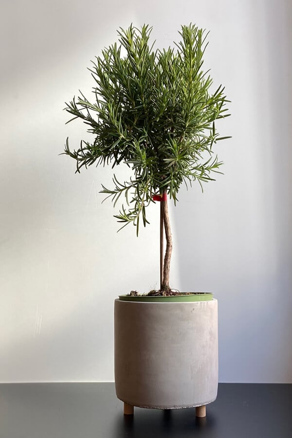 ADAM RASTLINA (Alocasia macrorhiza) ️ Sanjski Šopek