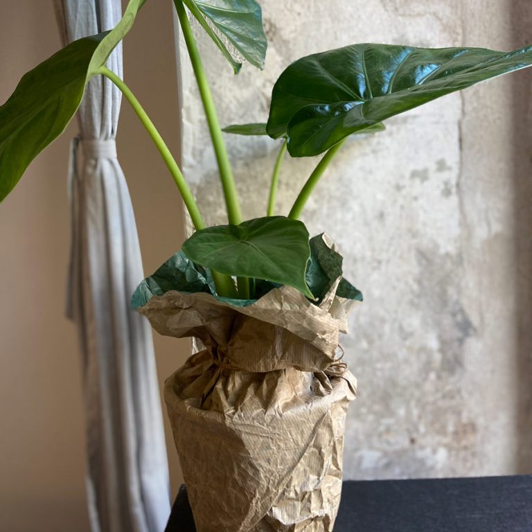 Adam rastlina (Alocasia macrorhiza) ️ | Sanjski šopek