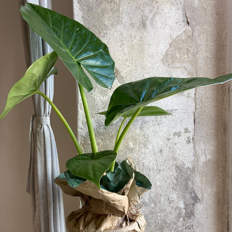 Adam rastlina (Alocasia macrorhiza) ️ | Sanjski šopek
